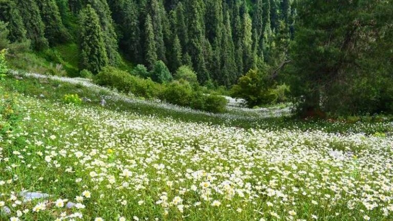 Top Places To Visit In Nathia Gali | Complete Guide In 2024