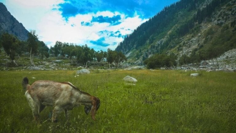 Places To Visit In Swat – The Ultimate Guide To Swat Valley